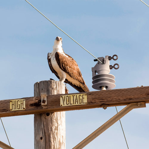 Insulator Cover | Avian Wildlife Protection | Rauckman Utility Products